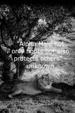 Top 20 Alpha Male Quotes To Inspire Others – BrilliantRead Media